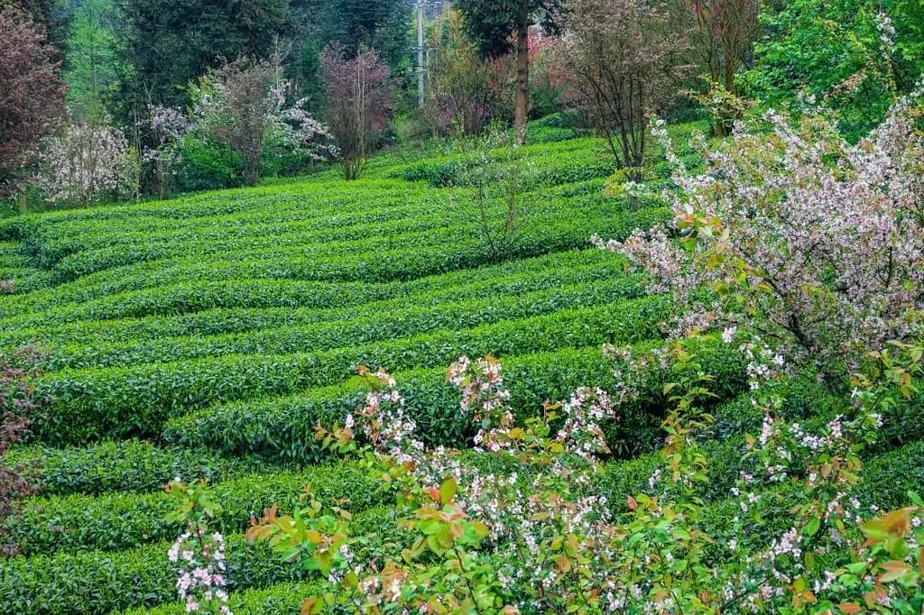 How to Prevent Pests and Diseases in Organic Tea Gardens Without Using ...