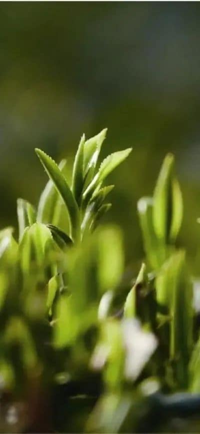 What are the Advantages of Organic Green Tea Over Ordinary Green Tea?